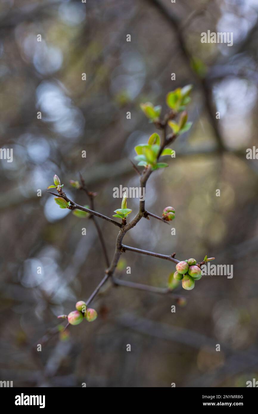 a tree branch, the first leaves in spring. buds in the trees bloom ...