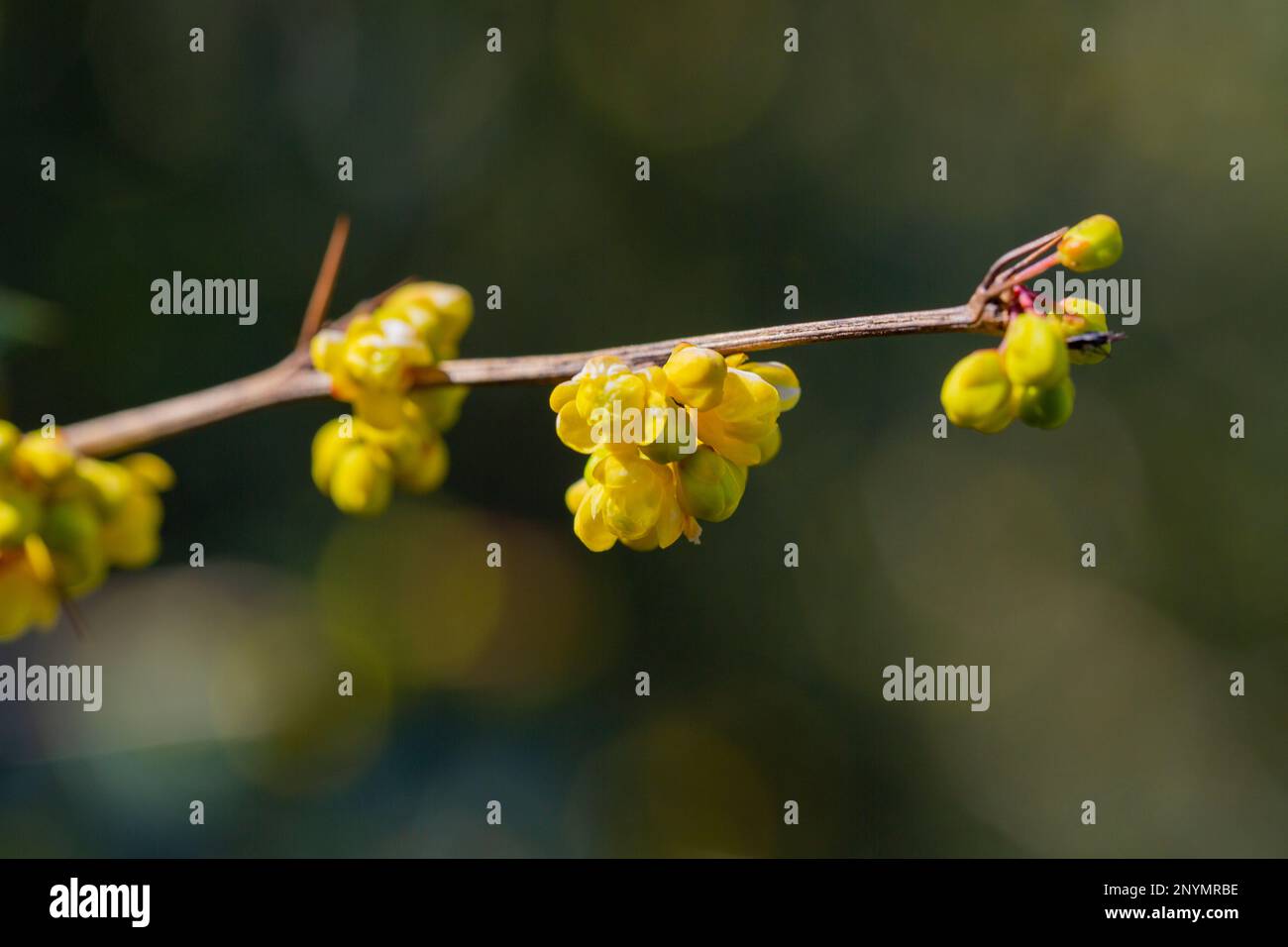 Japanese barberry. Yellow flowers. Berberis thunbergii. Flowering of ...