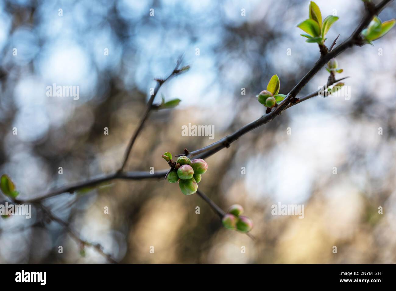 a tree branch, the first leaves in spring. buds in the trees bloom ...