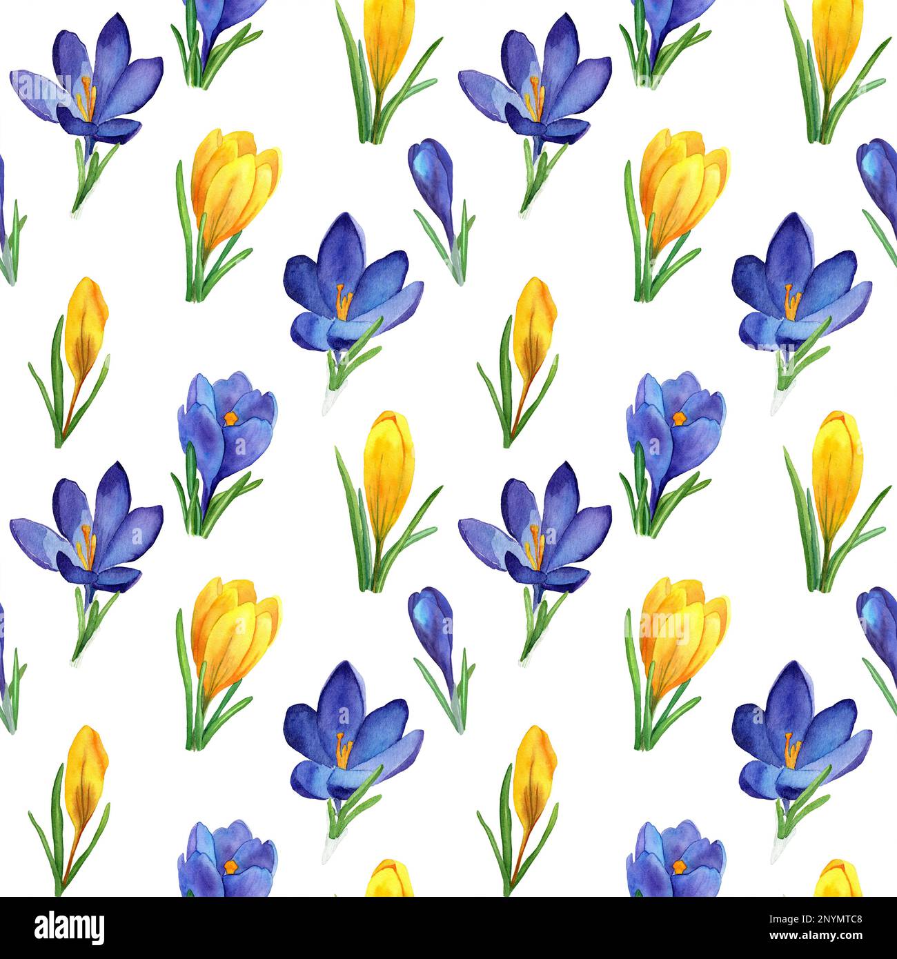 Spring Seamless pattern of blue and yellow crocuses flowers. Watercolor ...