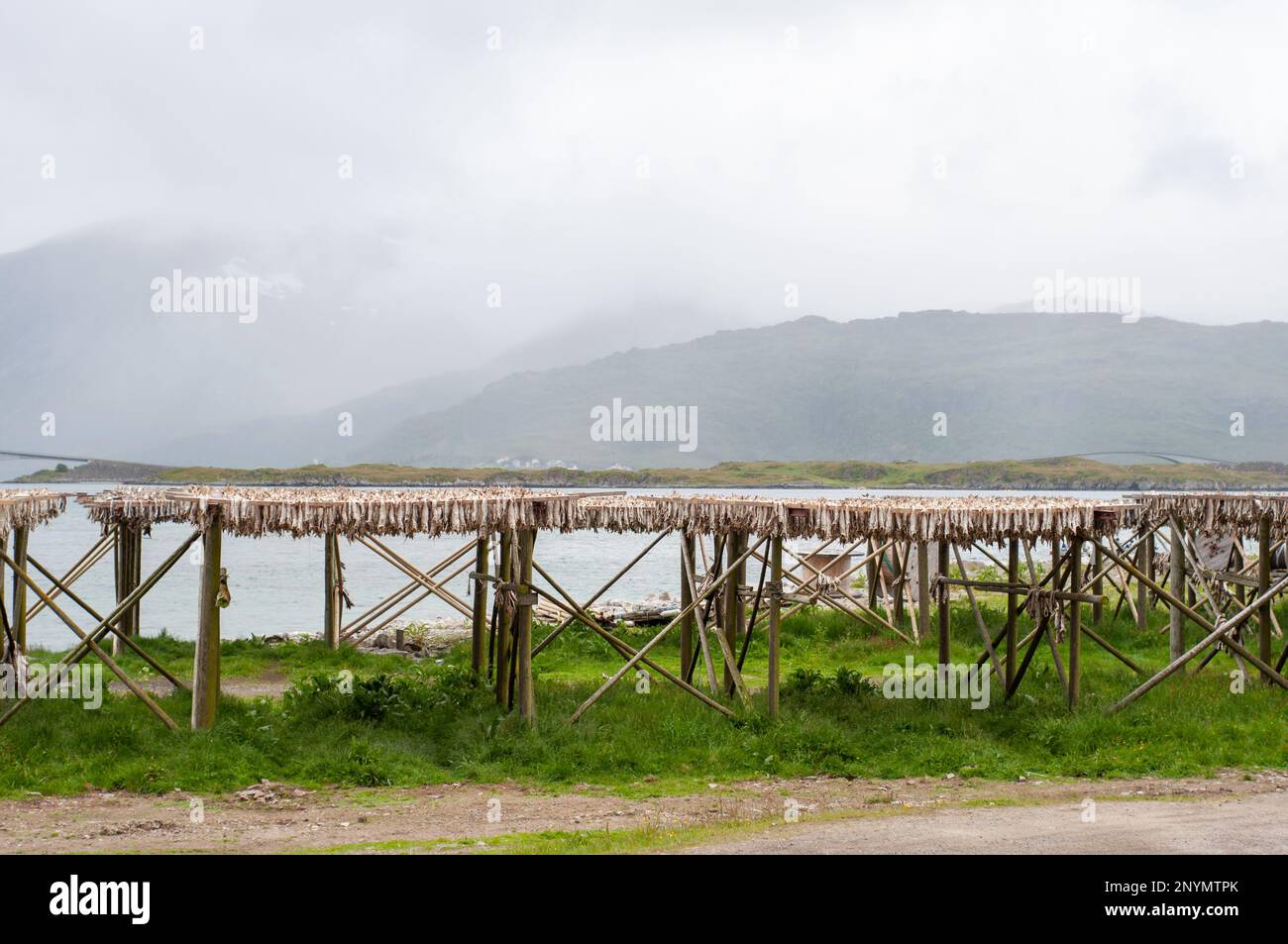 Cod drying on traditional wooden racks in Henningsvaer, Lofoten, Norway ...