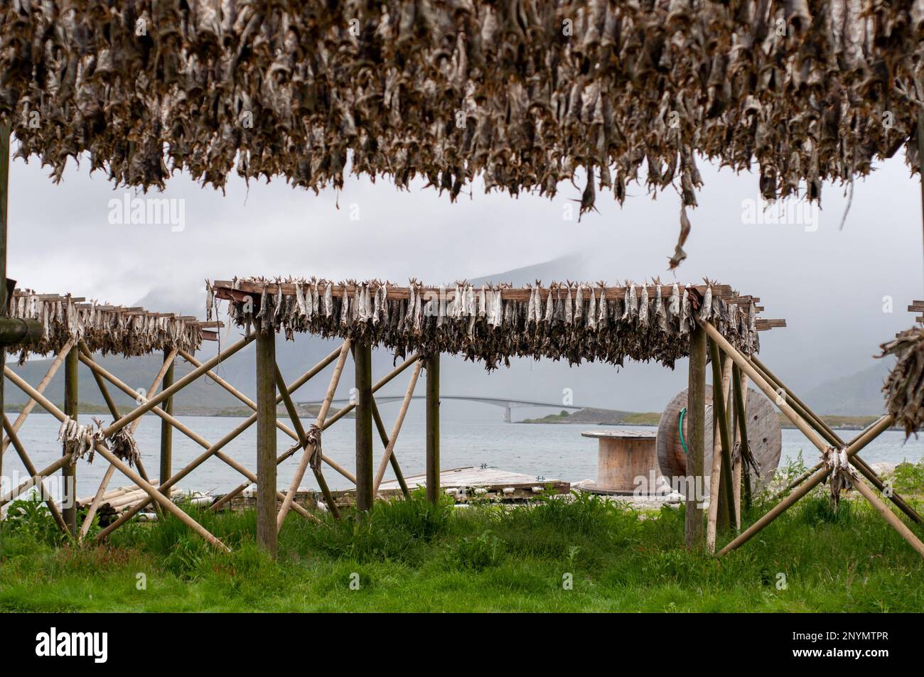 Cod drying on traditional wooden racks in Henningsvaer, Lofoten, Norway ...