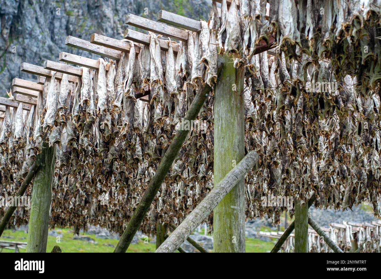 Wooden fish drying rack in fjord hi-res stock photography and images ...