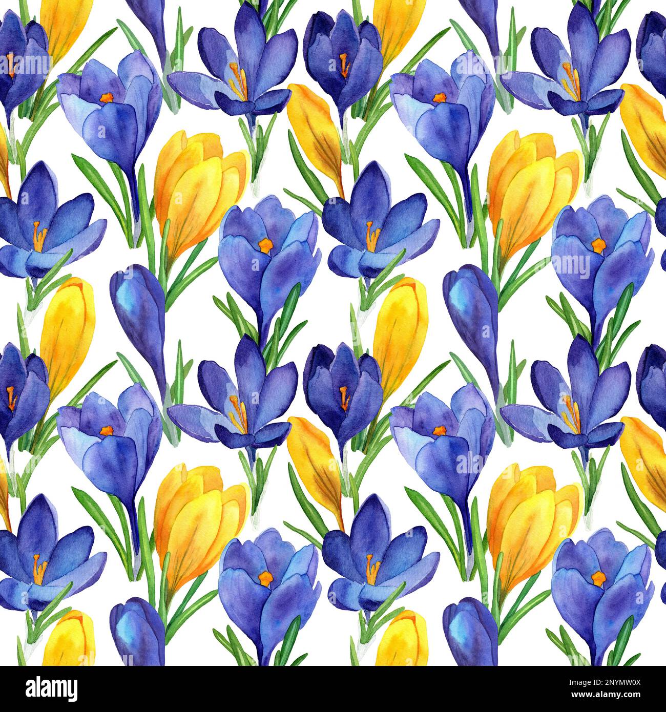 Spring Seamless pattern of blue and yellow crocuses flowers. Watercolor ...