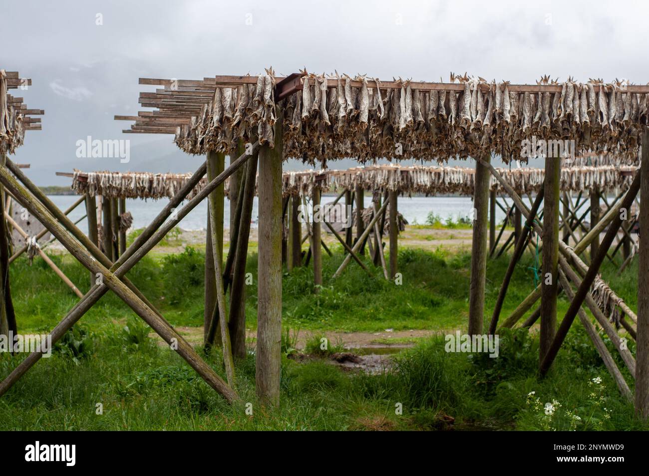 Cod drying on traditional wooden racks in Henningsvaer, Lofoten, Norway ...