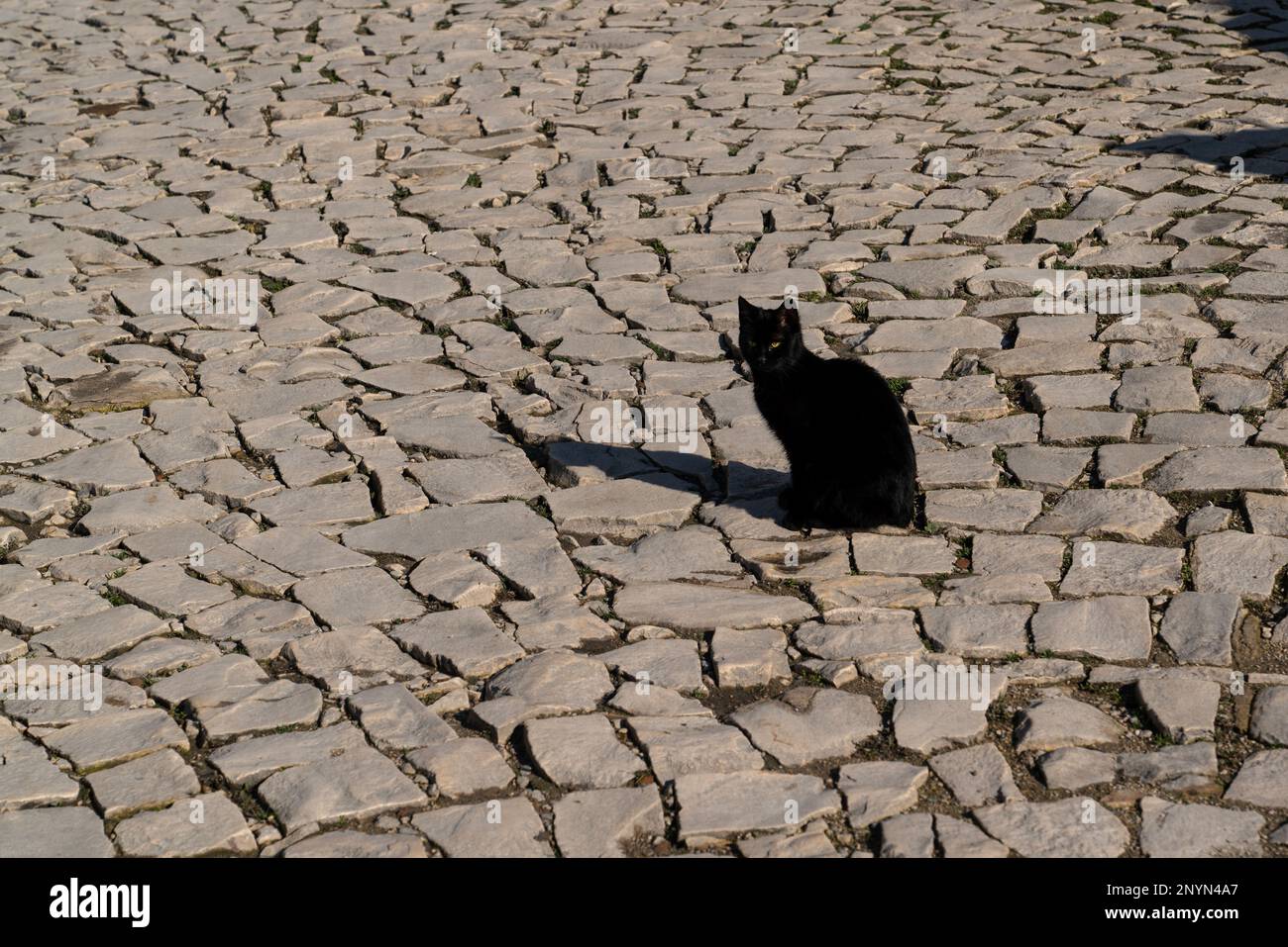 Black cat is sitting on the paved road Stock Photo - Alamy