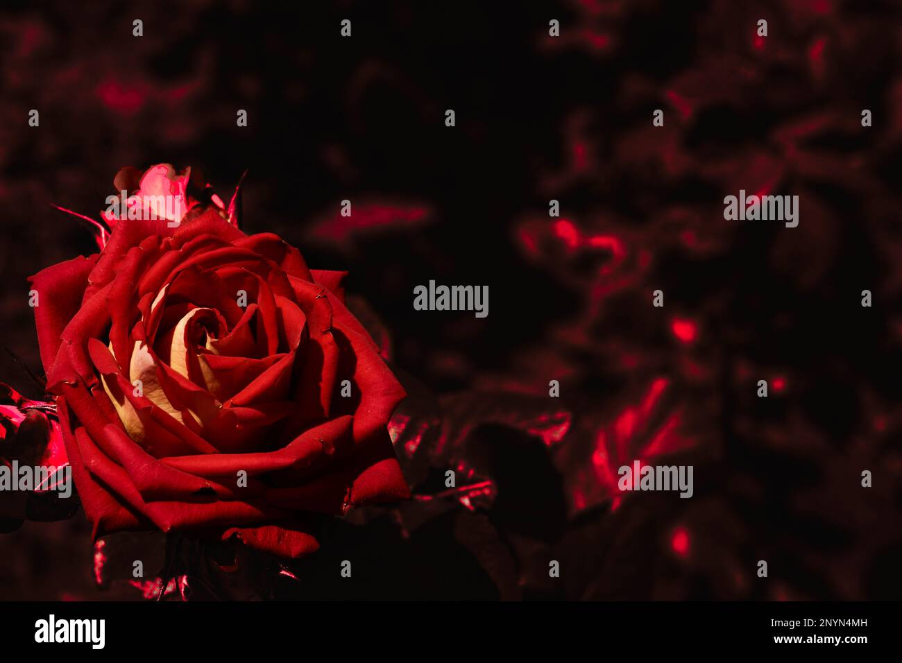 Blood Red Rose Background