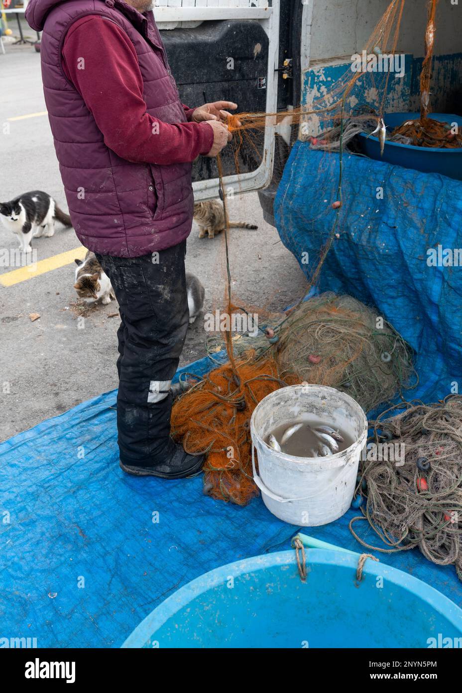 The fisherman is pulling fish out of the net and the cats are asking ...