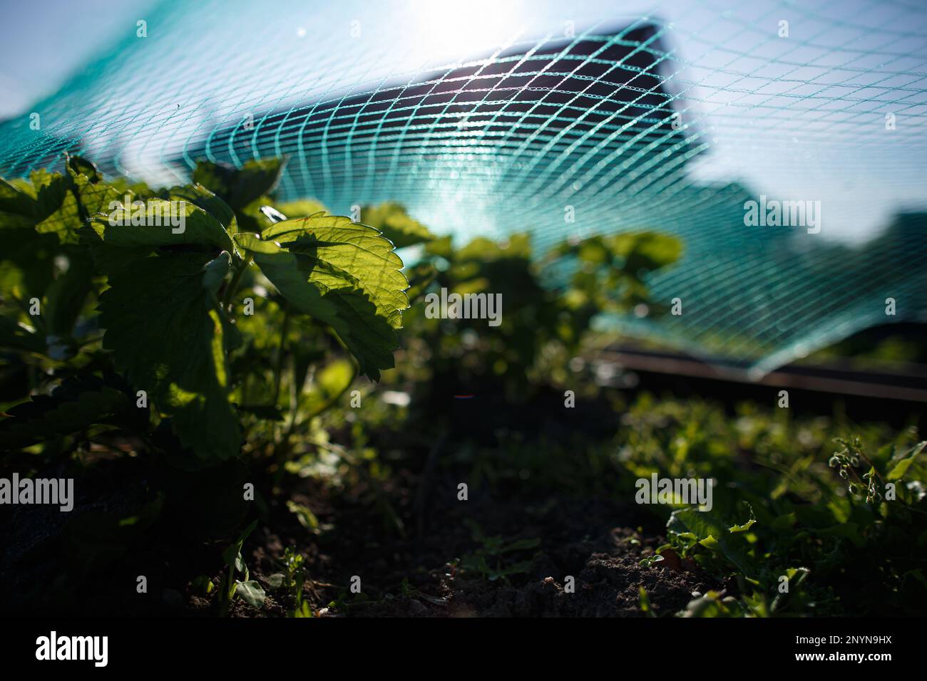 Strawberry netting protection hi-res stock photography and images - Alamy