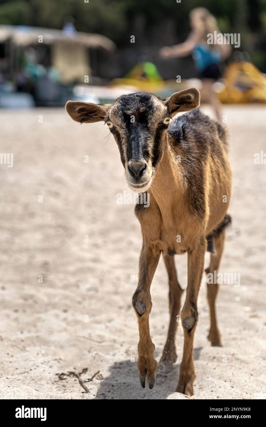 Goat on the beach Bella Vraka Sivota Thesprotia Greece Stock Photo - Alamy