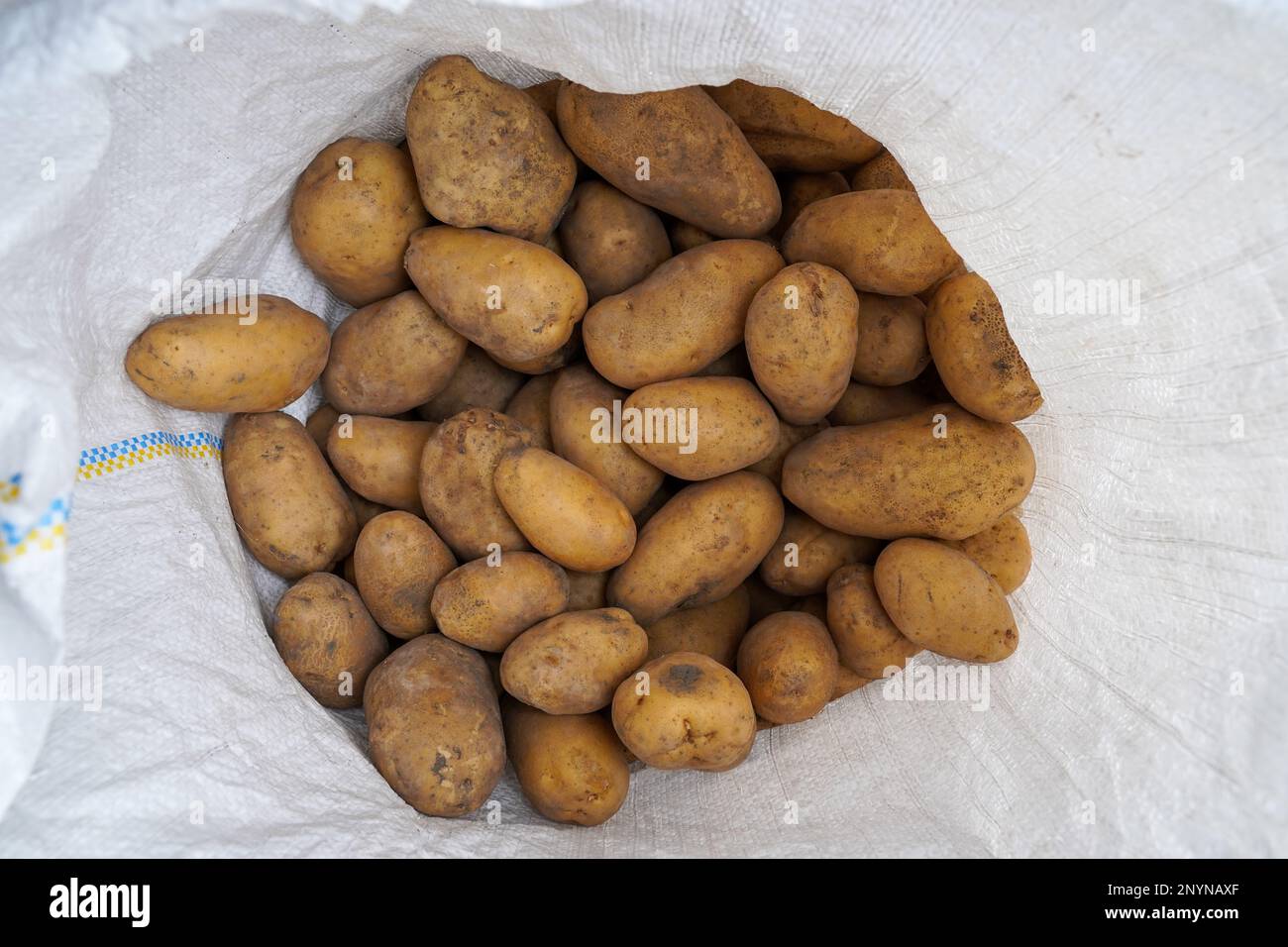 Growing potatoes bag hi-res stock photography and images - Alamy