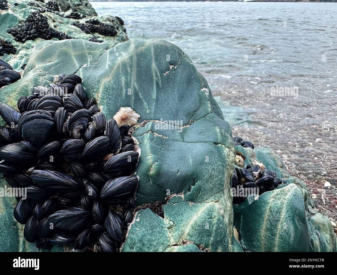 Mussels growing underwater hi-res stock photography and images - Alamy