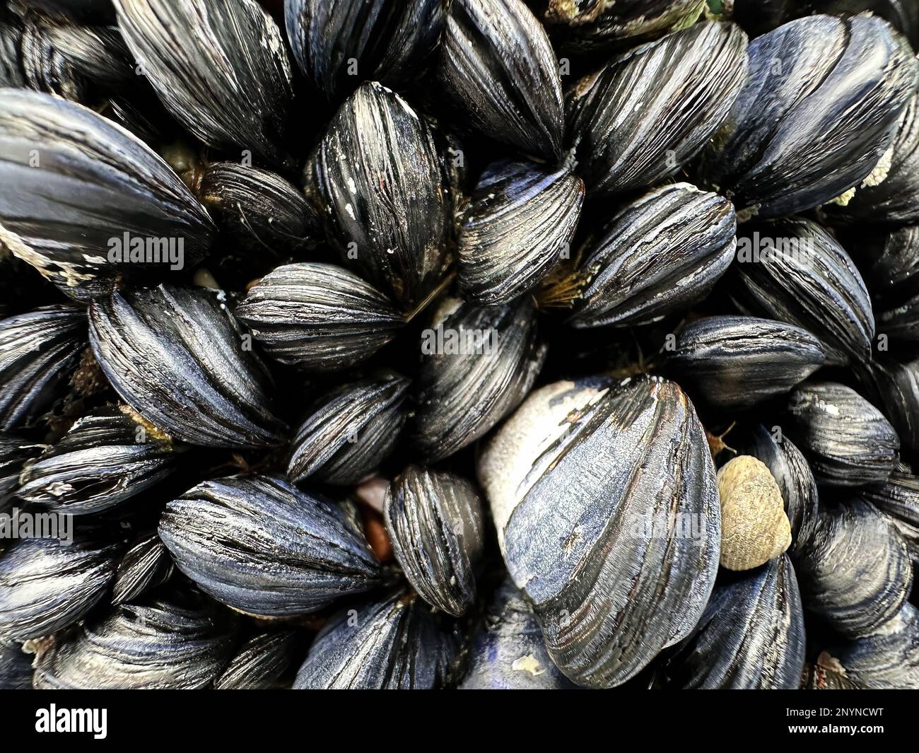 Texture image with many dry and wet black mussels and oyster shells ...