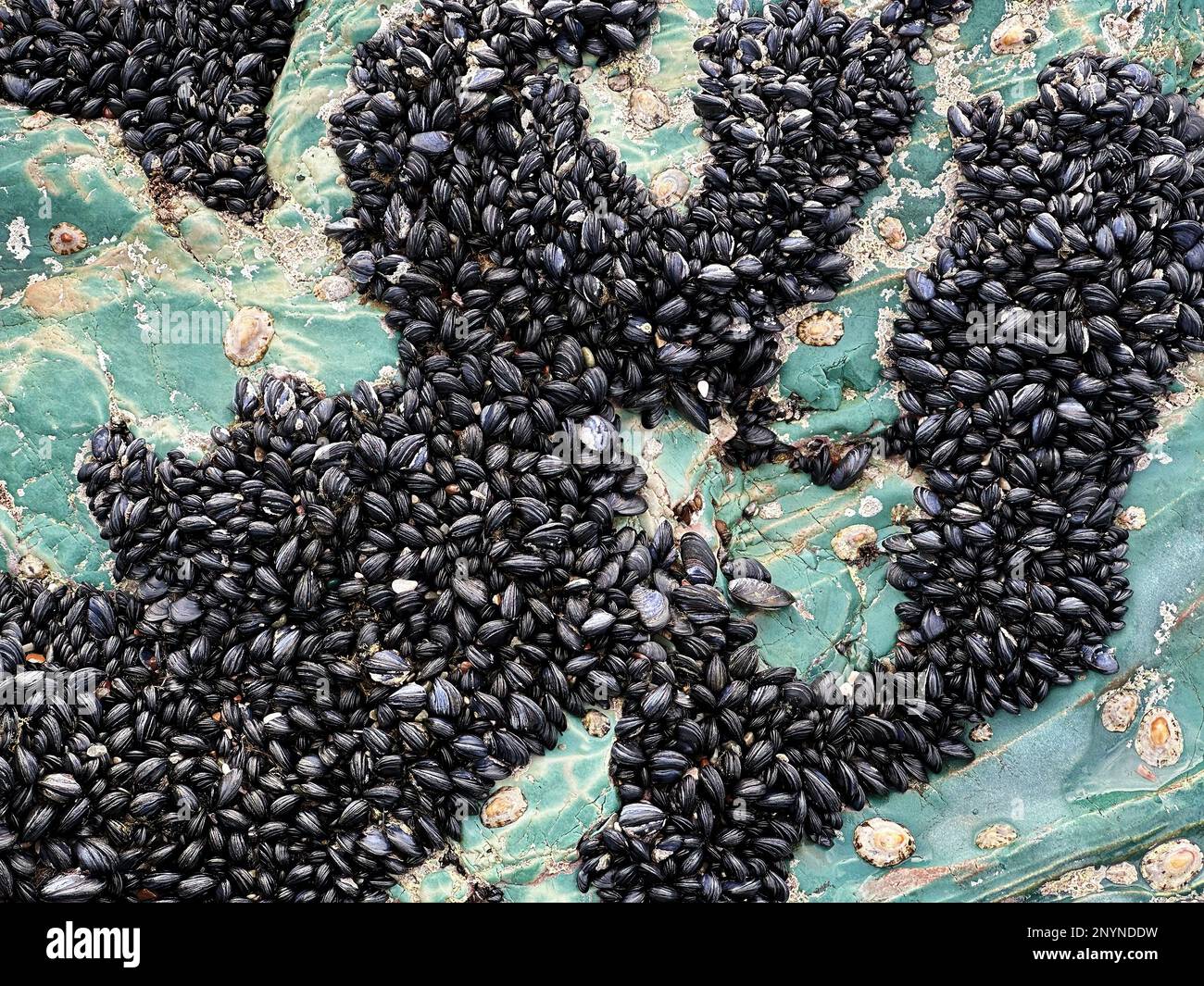 Many black sea mussel shells on the turquoise stone close to the water ...