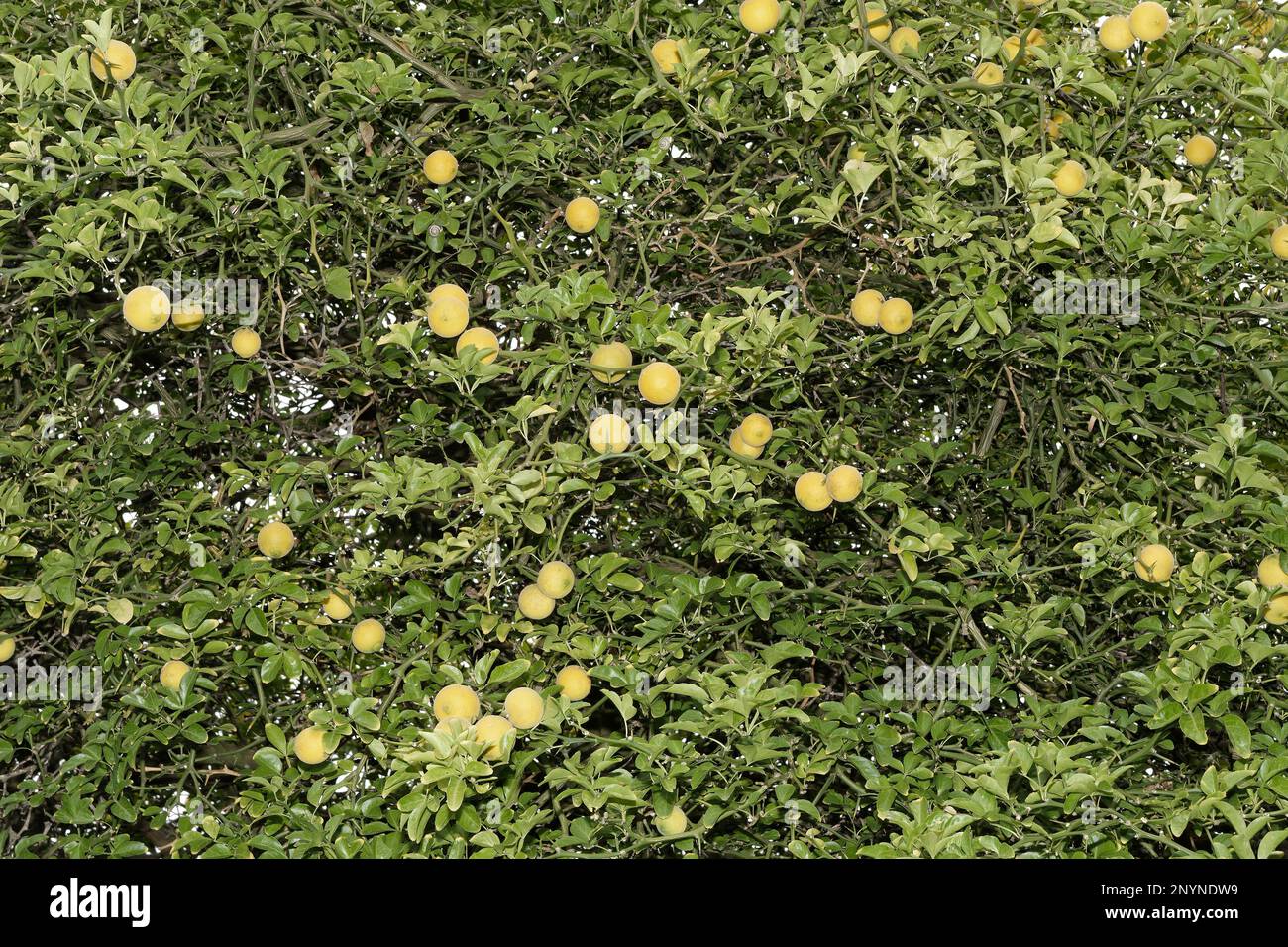 Poncirus trifoliata hi-res stock photography and images - Alamy