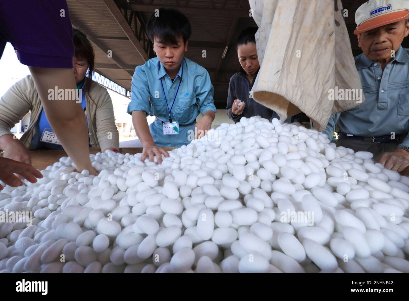 People gather to check spring cocoons of silkworm at a collecting place ...