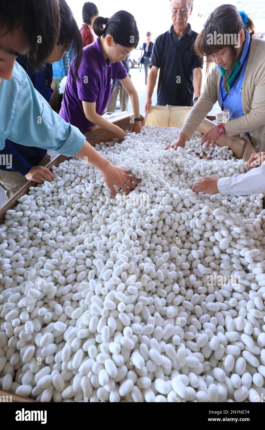 People gather to check spring cocoons of silkworm at a collecting place ...