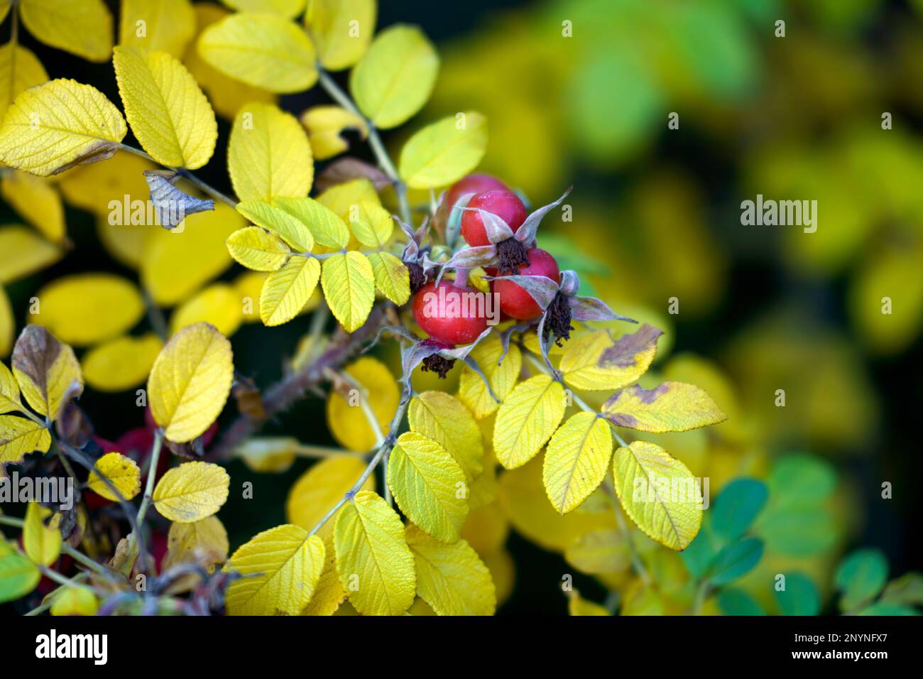 Nature in the Citylife park, Milan, Lombardy, Italy, at December Stock ...