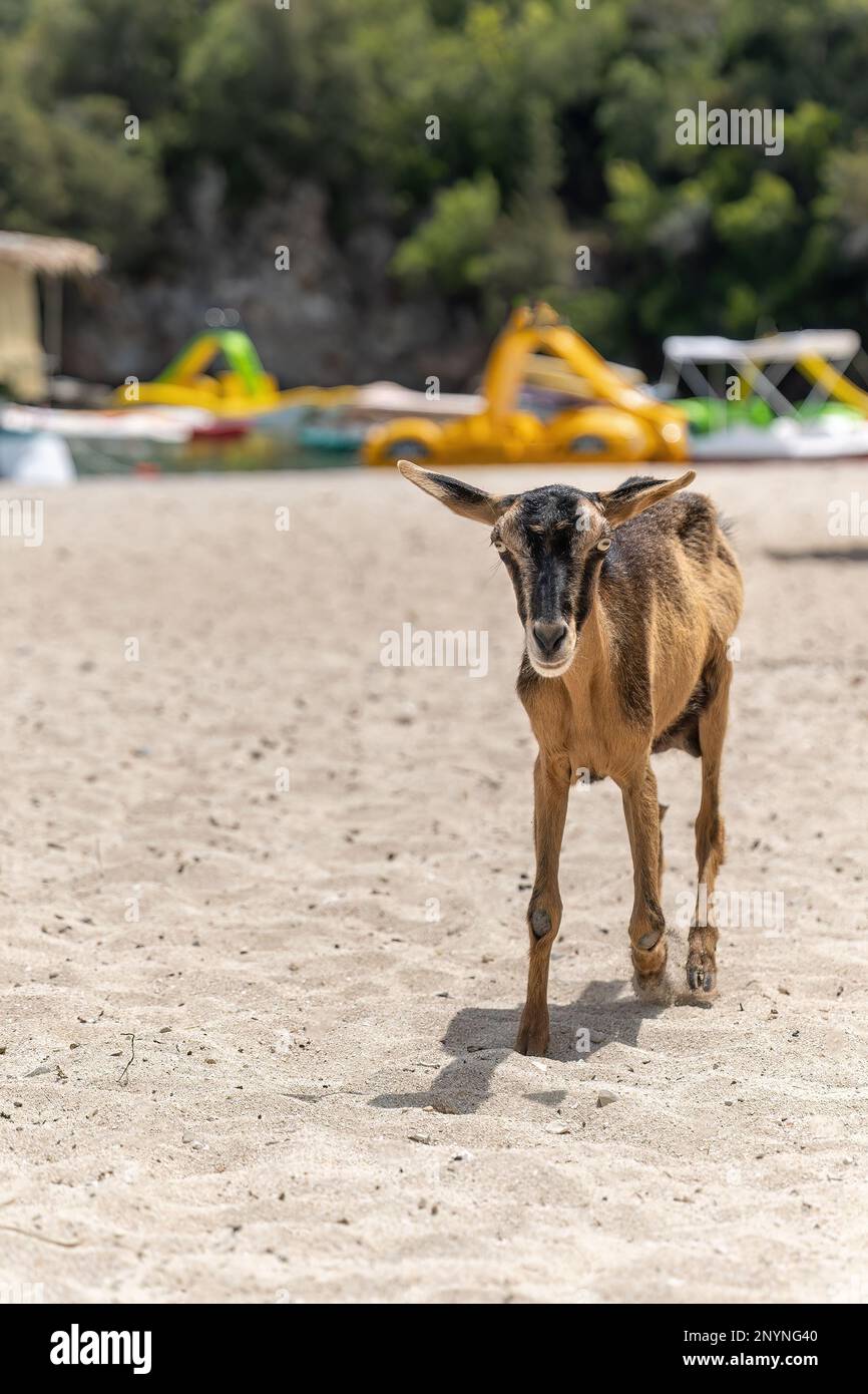 Goat on the beach Bella Vraka Sivota Thesprotia Greece Stock Photo - Alamy