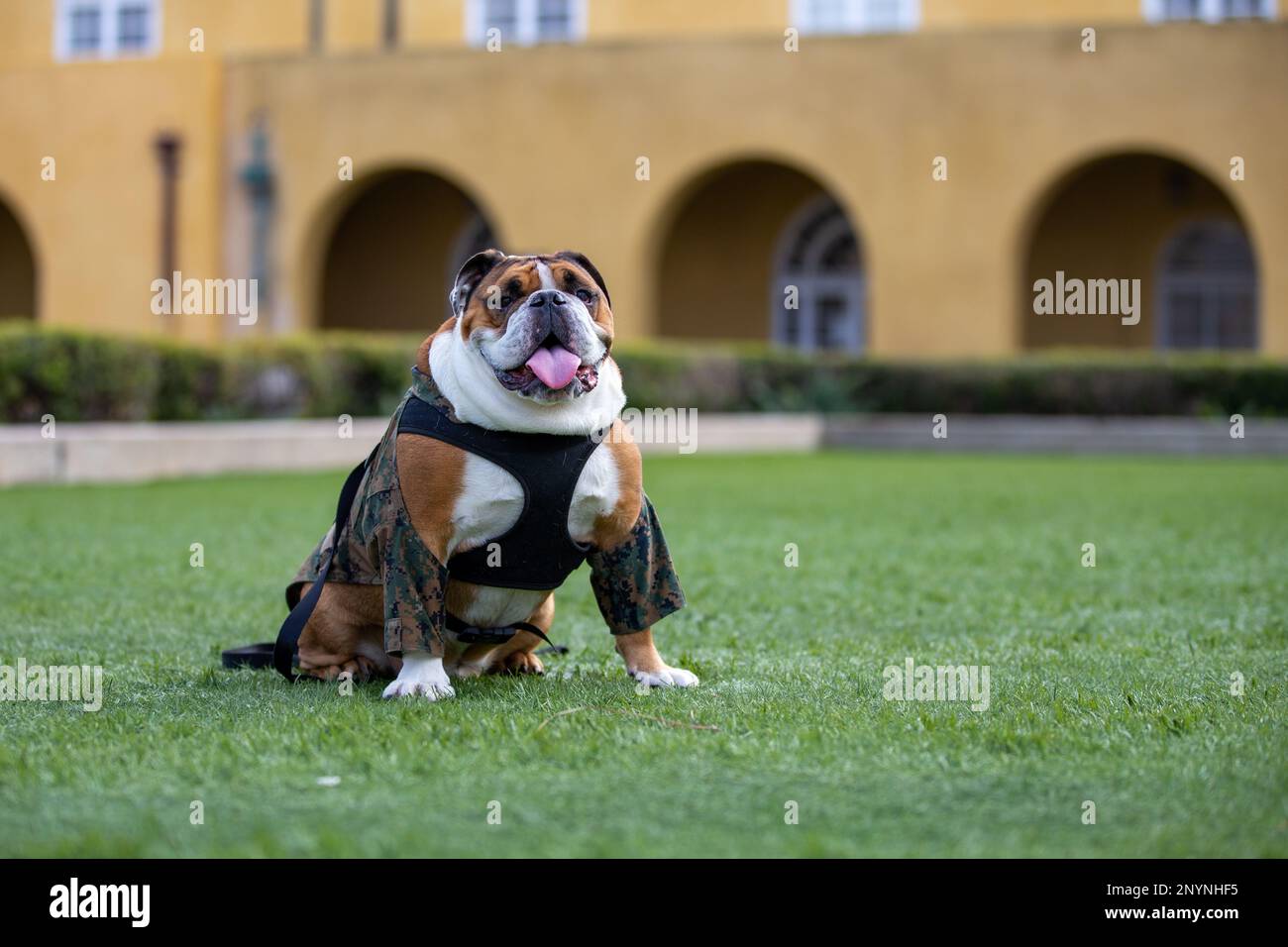 U.S. Marine Corps Cpl. Manny, the mascot of Marine Corps Recruit Depot ...