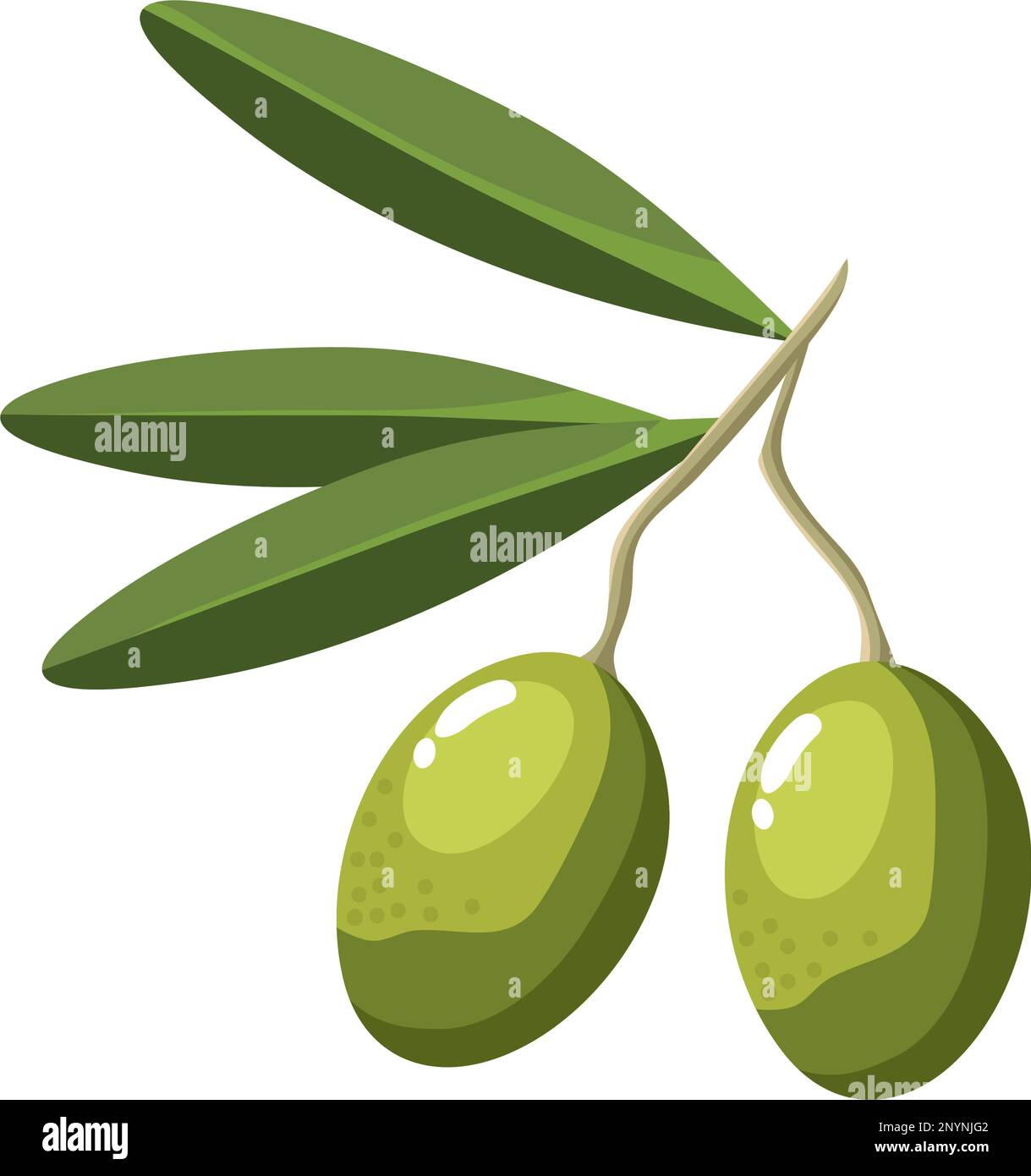 Branch olives fruits leaves Stock Vector Images - Alamy