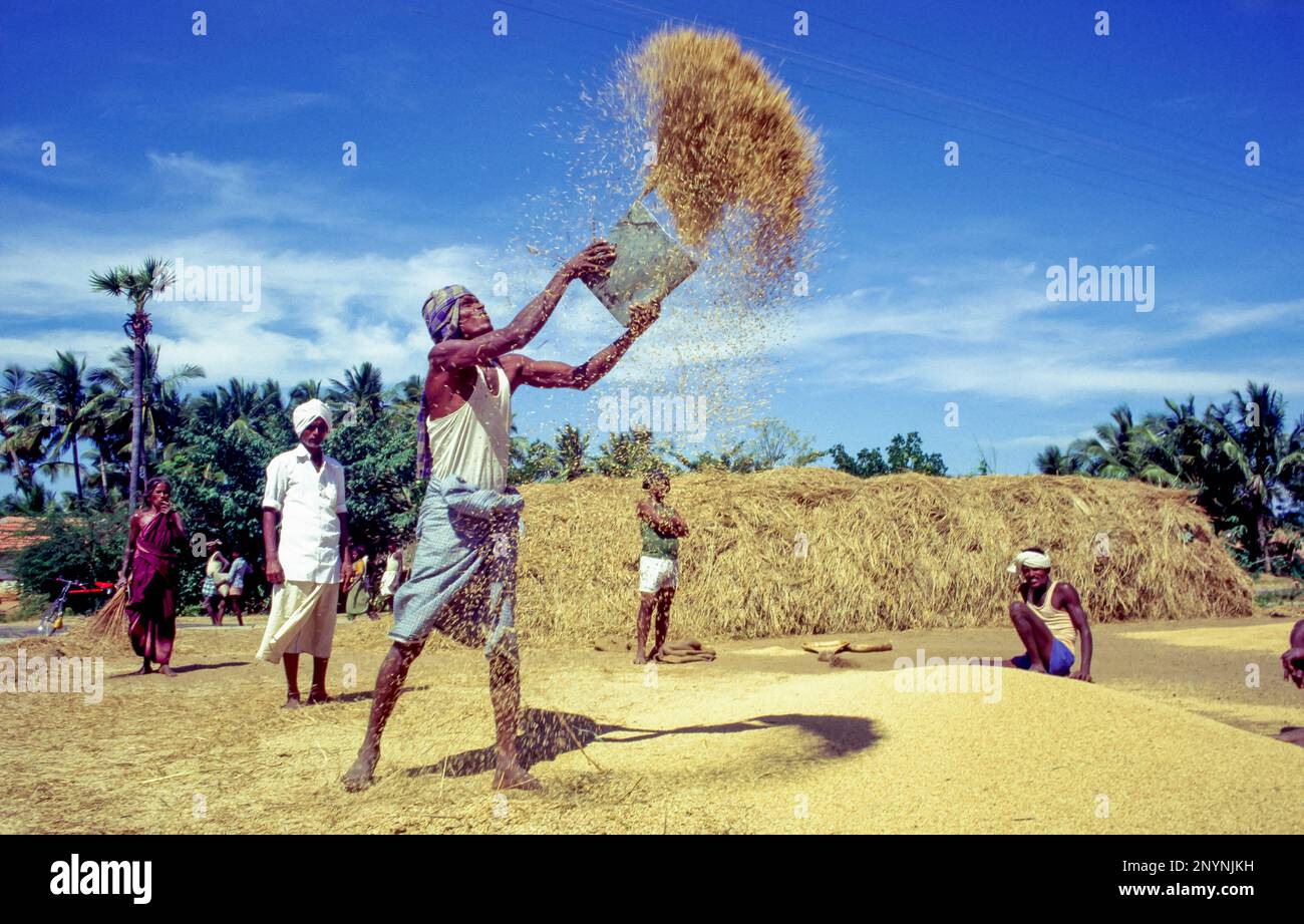 India, Tamil Nadu state, man is winnowing harvested rice in the wind ...