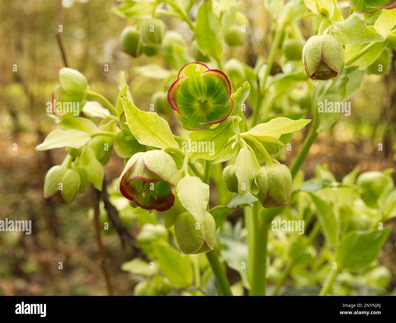 Stinking hellebore plant Stock Photo - Alamy Stinking hellebore plant Stock Photo - Alamy