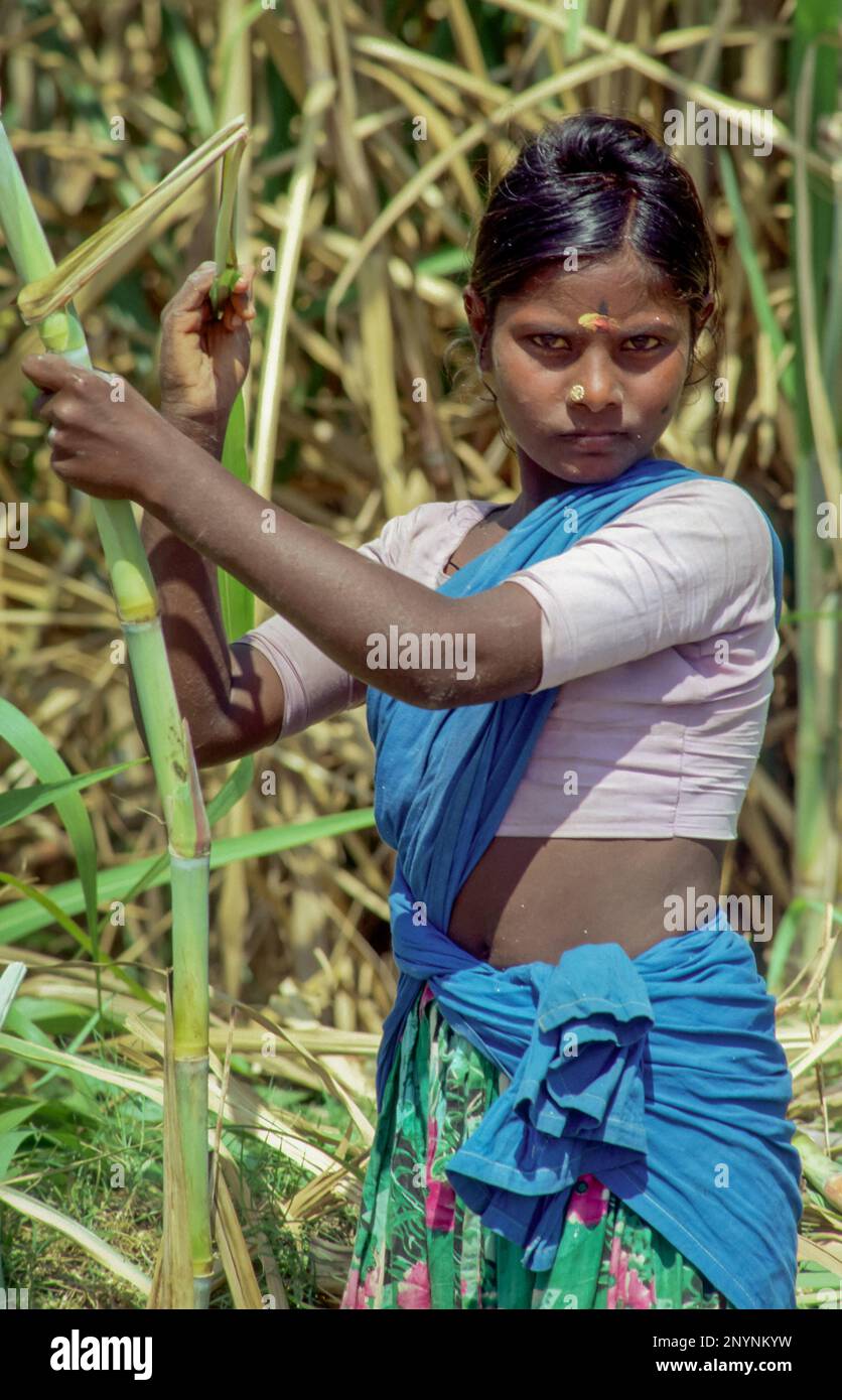 People woman sugar cane plantation hi-res stock photography and images ...