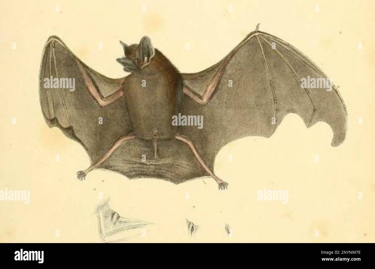 Peroptéryx hi-res stock photography and images - Alamy