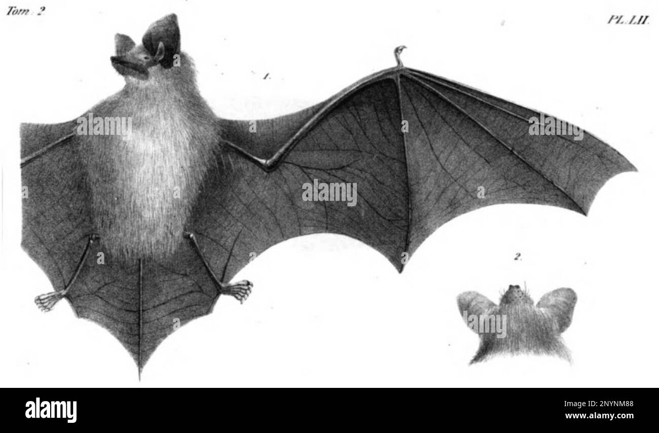 A sketch of the holotype of Eptesicus isabellinus Stock Photo - Alamy