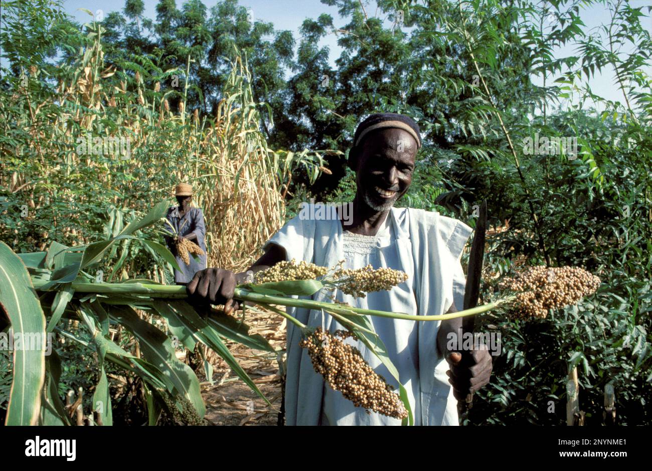 Niger, farmer with sorghum harvest. Sorghum is a crop that is very heat ...