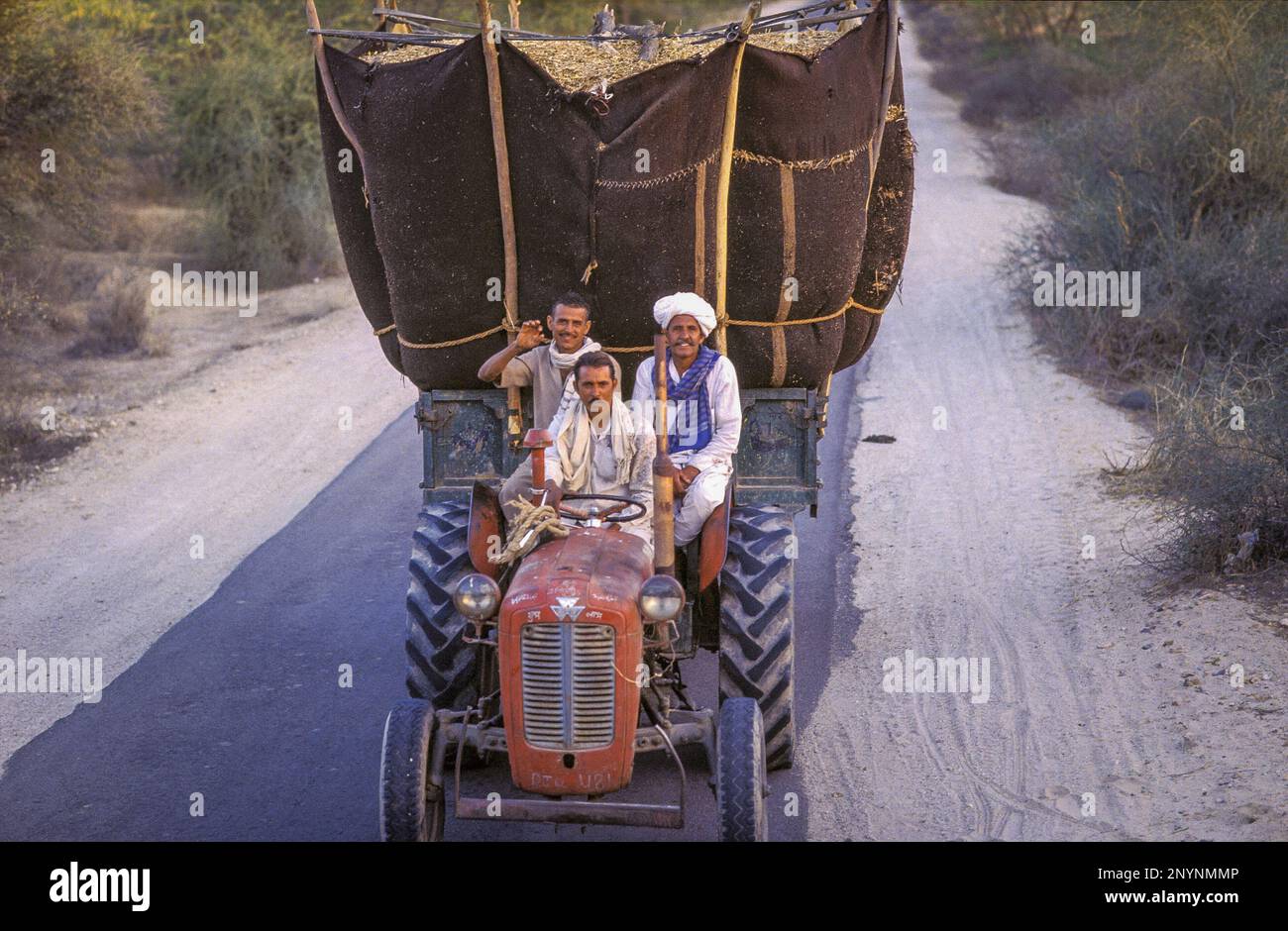 India, Rajasthan. Farmers with the grain harvest Stock Photo - Alamy