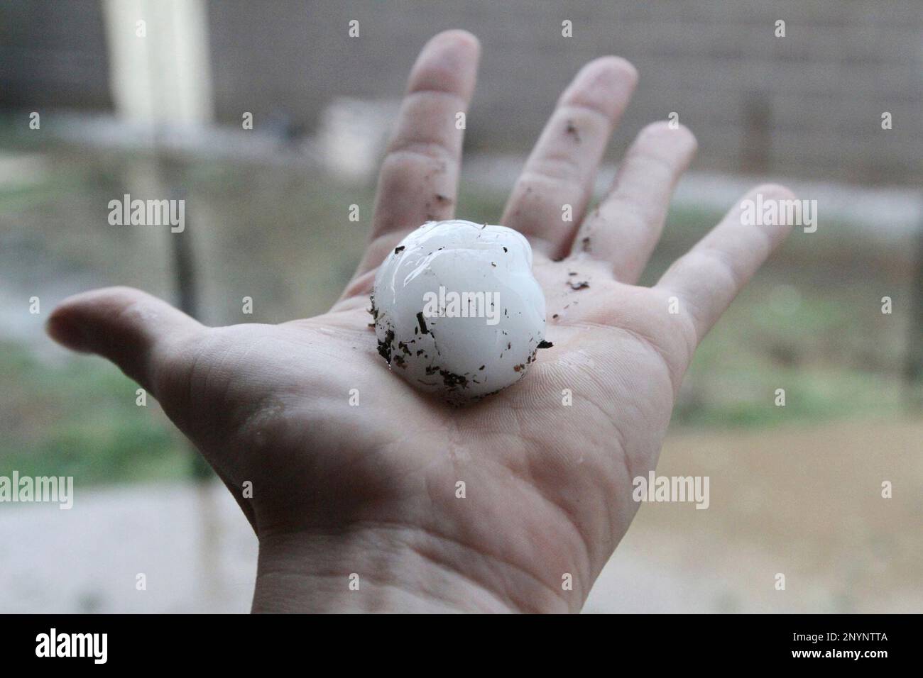 A man shows a piece of golf ball size hail that caused some damage in ...