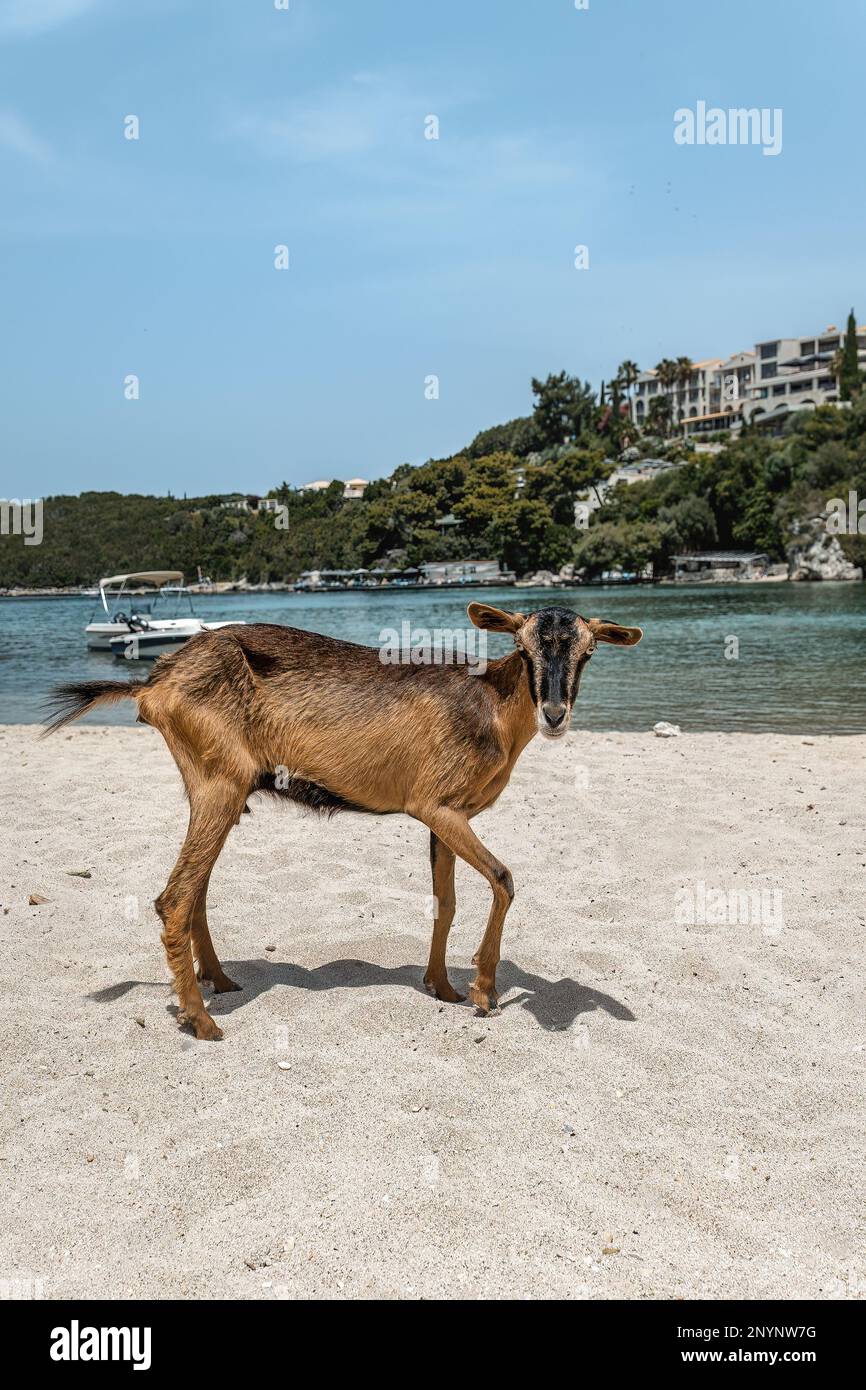 Goat on the beach Bella Vraka Sivota Thesprotia Greece Stock Photo - Alamy