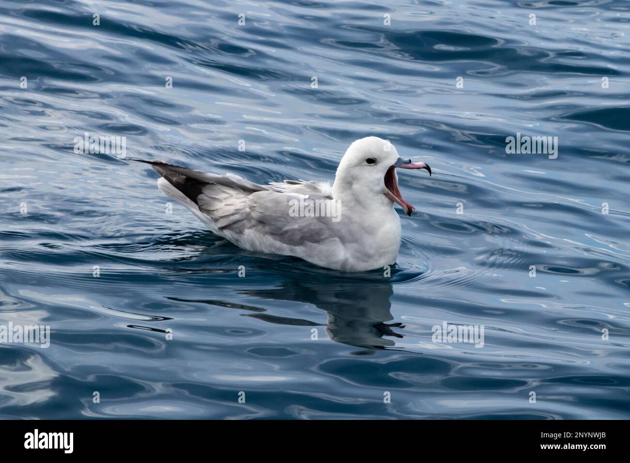 Southern Fulmar (Fulmarus glacialoides) swimming in the Antarctic Sea ...