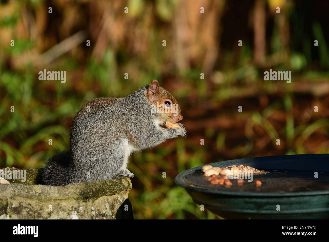 Nut nuts animal hi-res stock photography and images - Alamy