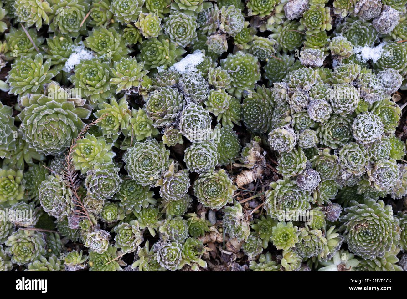 Frost and spiderwebs covering hen and chicks succulent plants in a ...