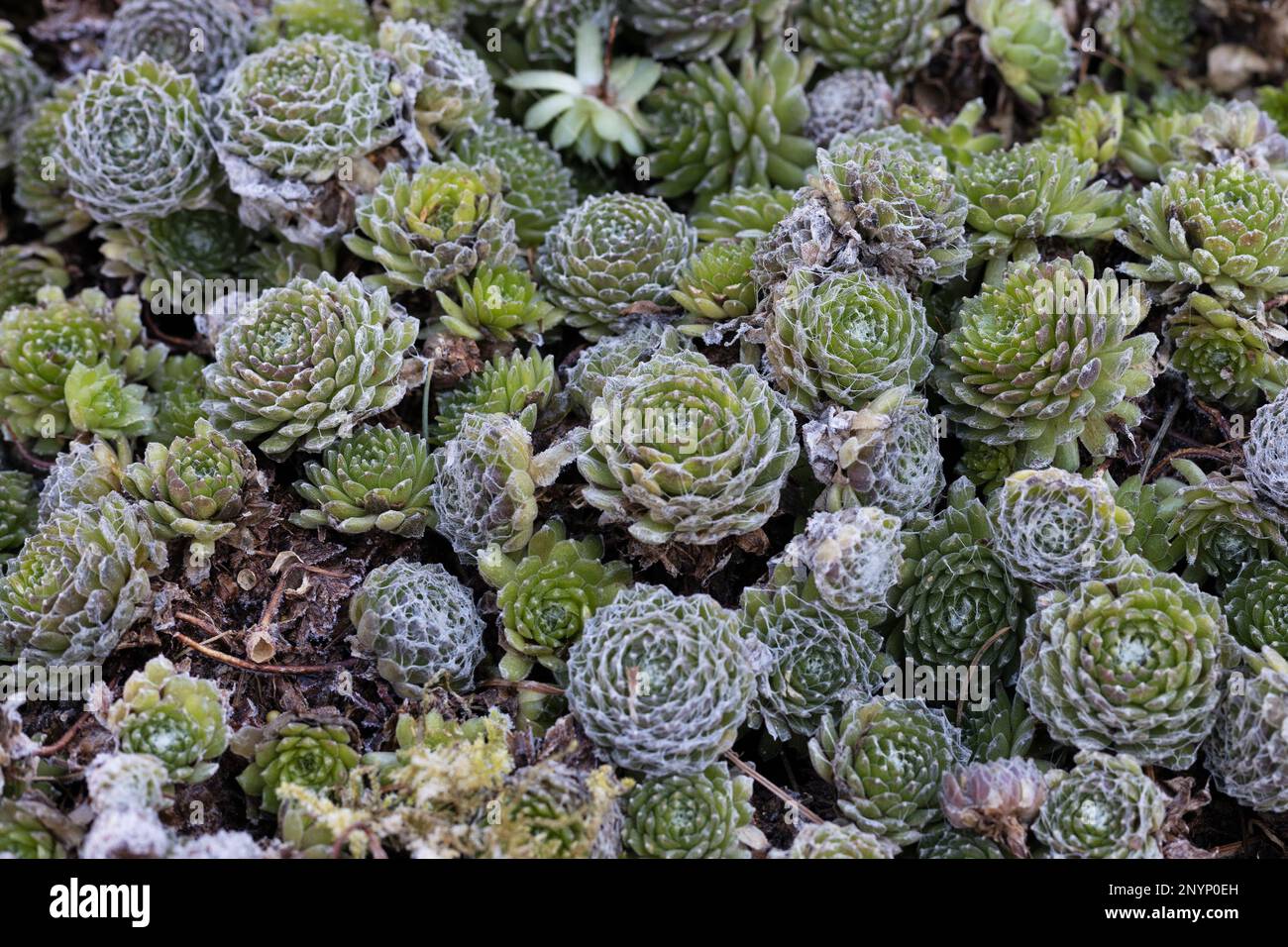 Frost and spiderwebs covering hen and chicks succulent plants in a ...
