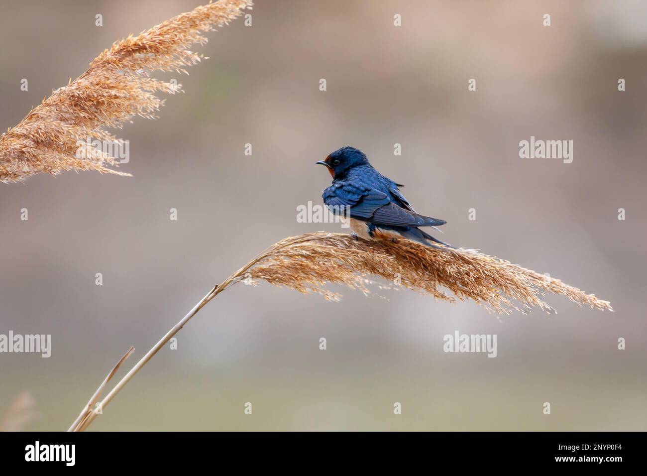 little bird on the reed, Barn Swallow, Hirundo rustica Stock Photo - Alamy
