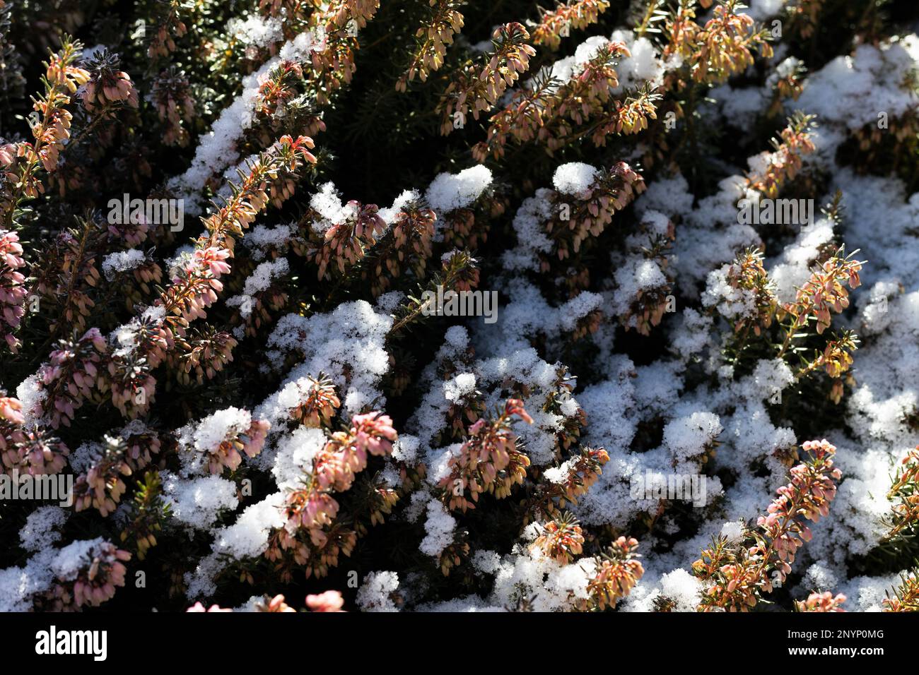 Snow on a heather shrub in winter in Eugene, Oregon Stock Photo - Alamy