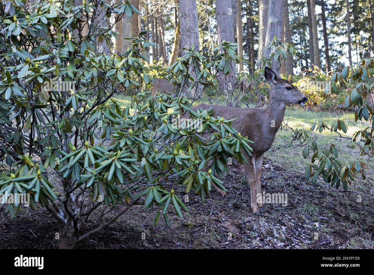 Rhododendron And Deer