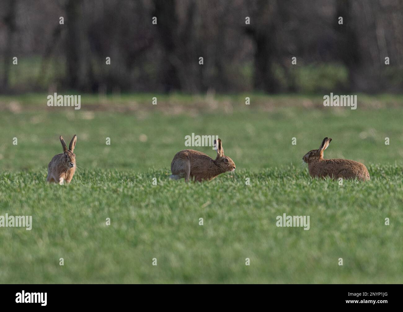 Three Wild Brown Hares chasing each other in a courtship battle across ...
