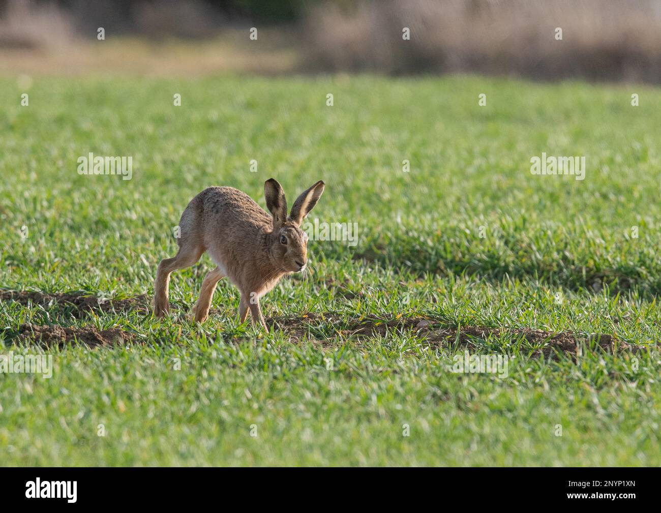 A Brown Hare ( Lepus europaeus) accelerating across the farmers crop ...