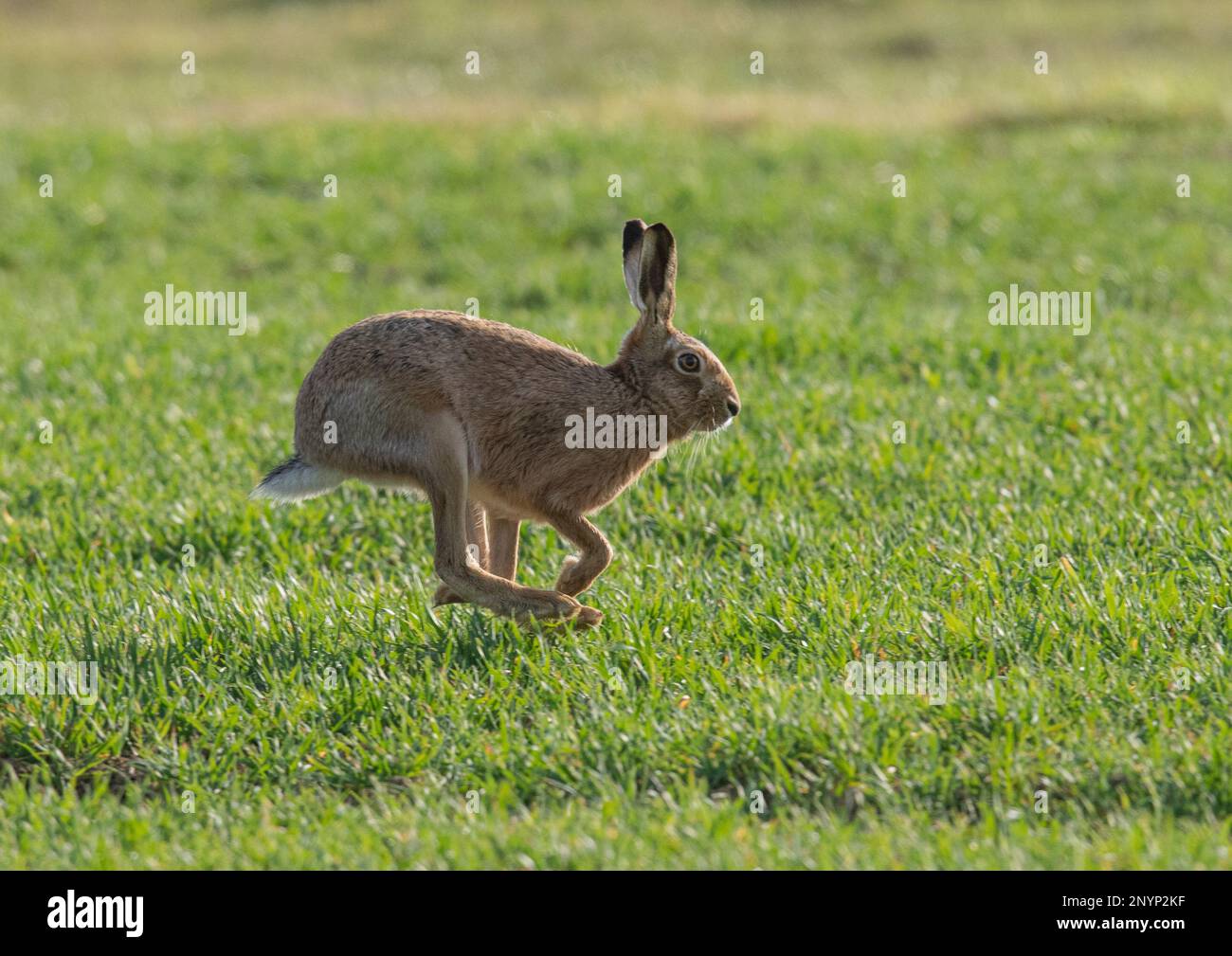 A Brown Hare ( Lepus europaeus) accelerating across the farmers crop ...