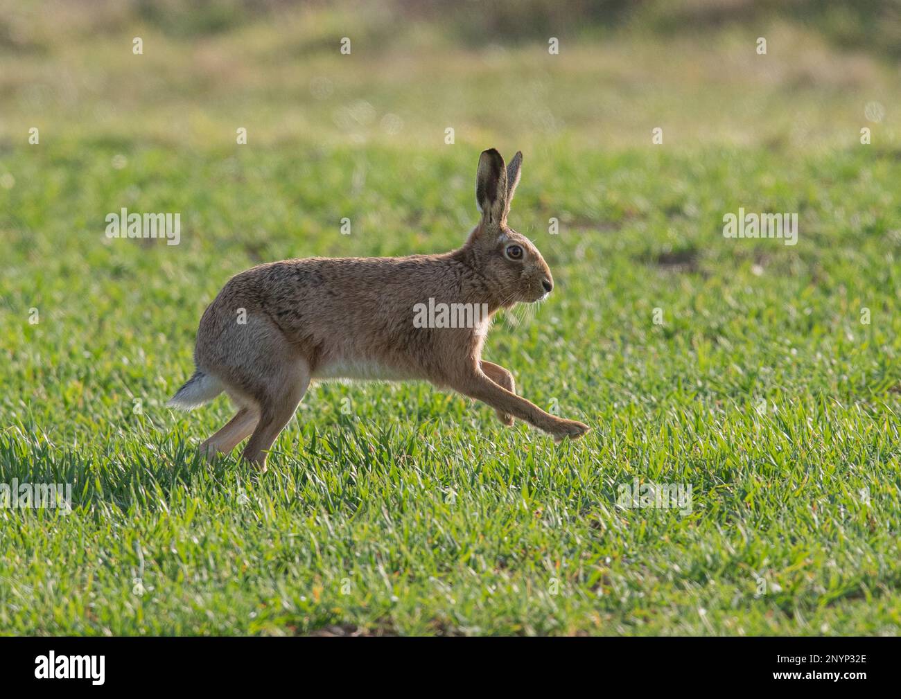 A Brown Hare ( Lepus europaeus) accelerating across the farmers crop ...