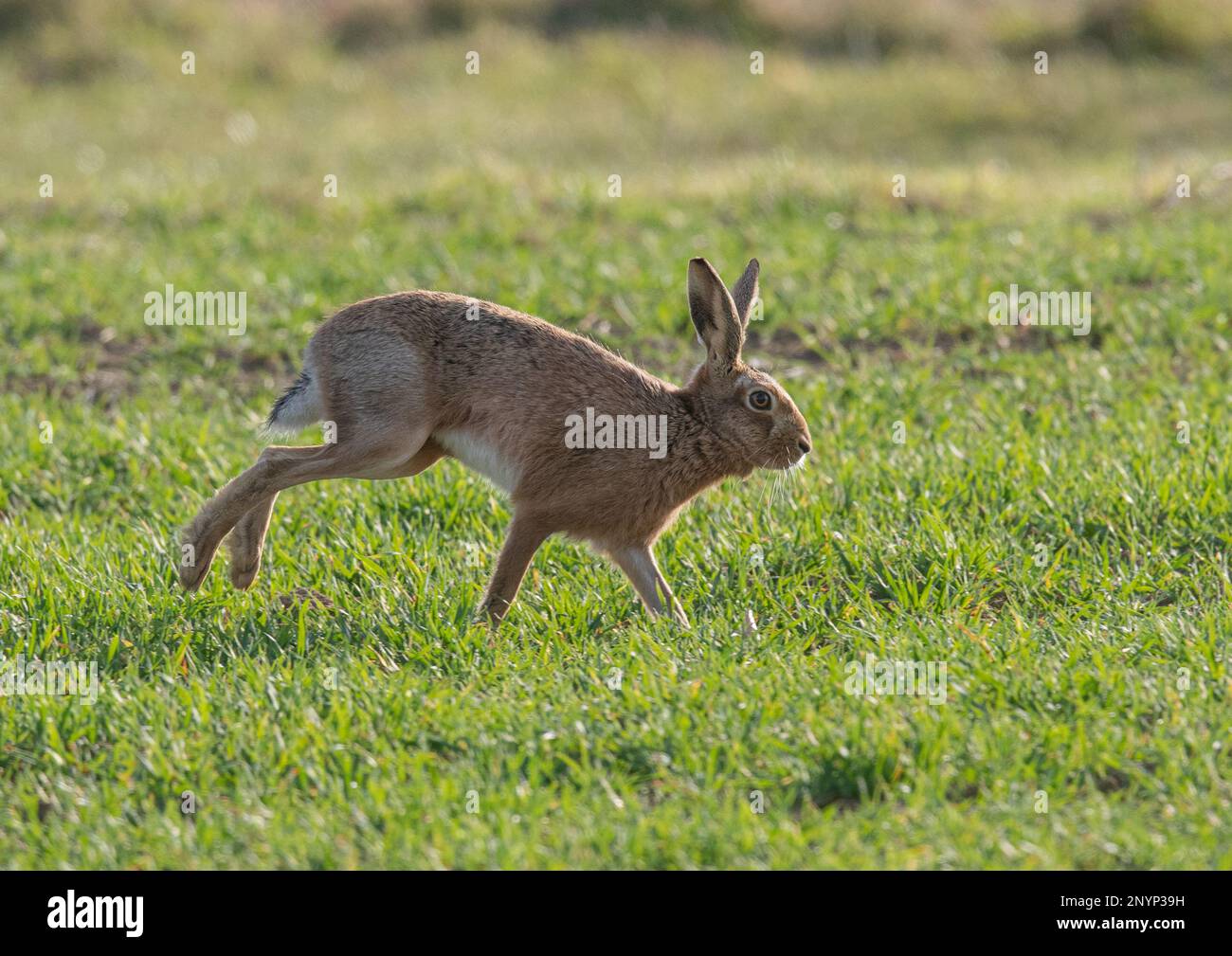 A Brown Hare ( Lepus europaeus) accelerating across the farmers crop ...