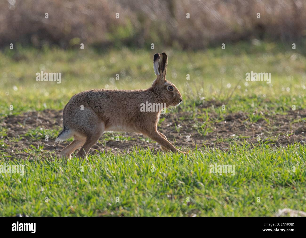 A Brown Hare ( Lepus europaeus) accelerating across the farmers crop ...