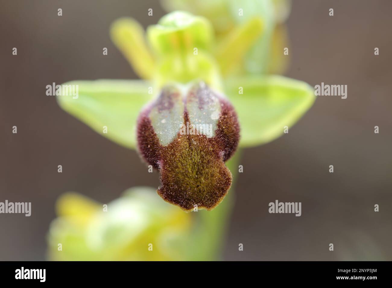 Wild orchid flower blossom close up botanical background ophrys fusca ...