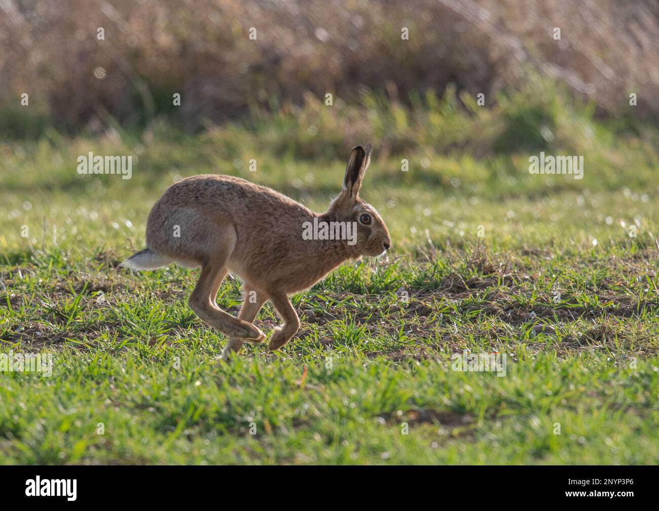 A Brown Hare ( Lepus europaeus) accelerating across the farmers crop ...