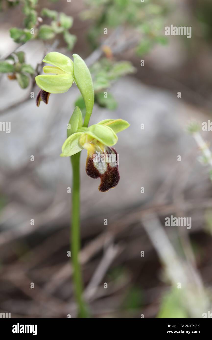 Wild orchid flower blossom close up botanical background ophrys fusca ...